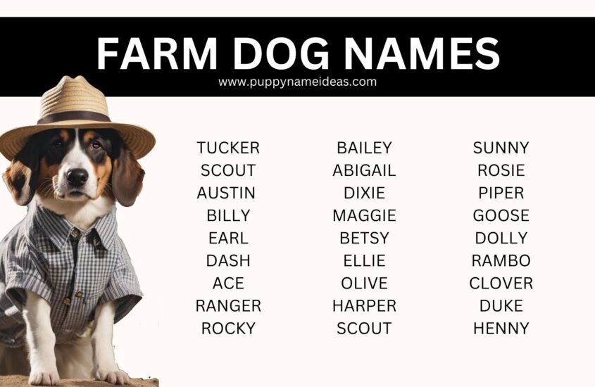 130 Farm Dog Names Puppy Name Ideas