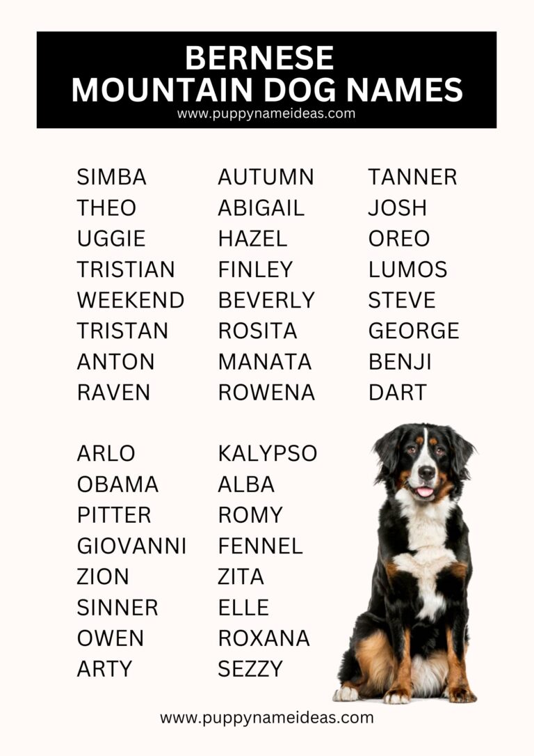 340 Bernese Mountain Dog Names With Meanings
