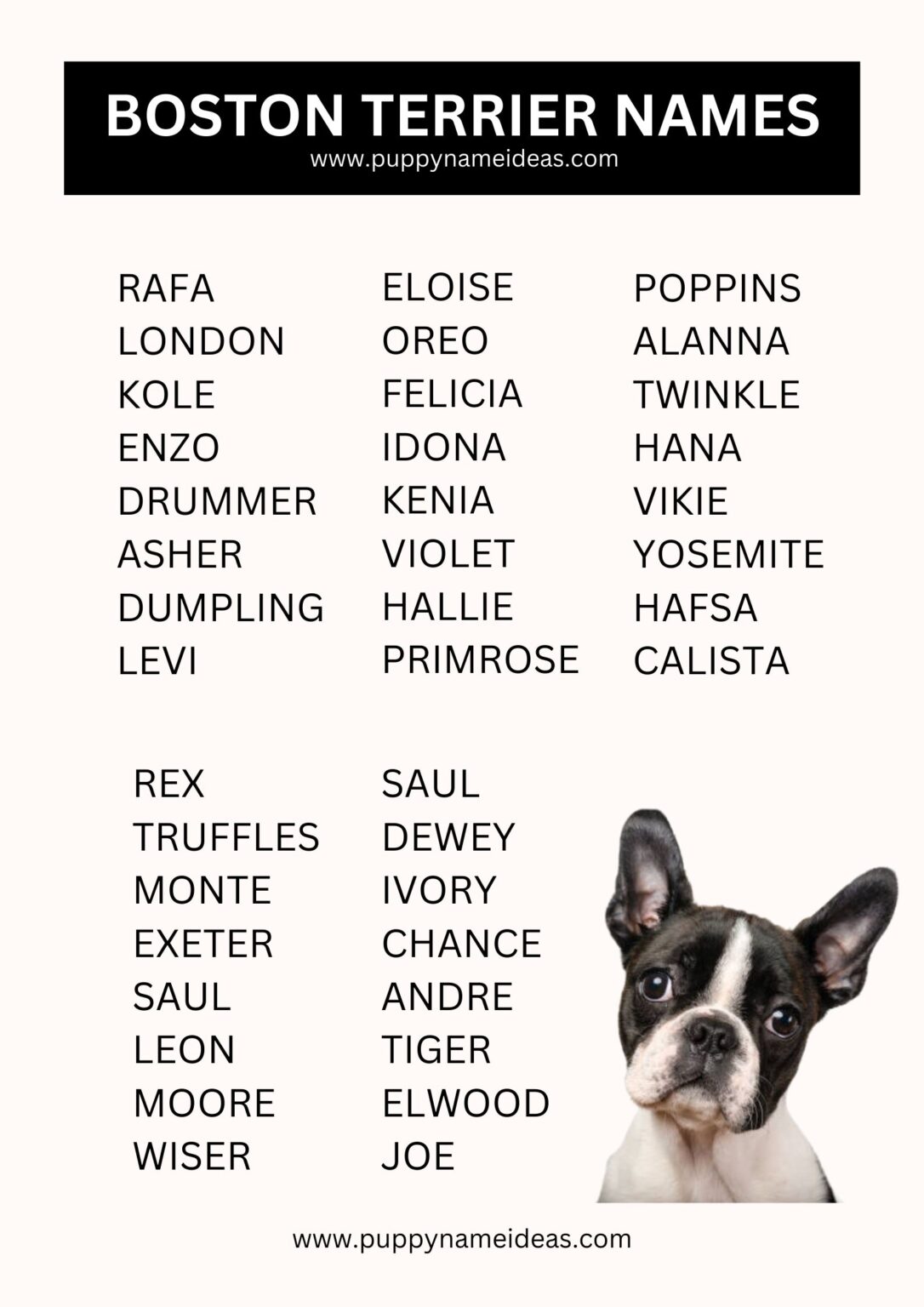 435+ Boston Terrier Names (With Meanings)