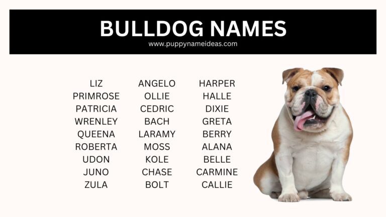 415+ Chihuahua Names (With Meanings)