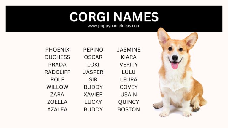 390+ Husky Names (With Meanings)