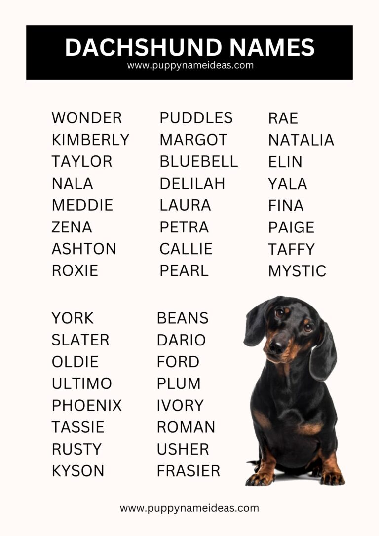 430+ Dachshund Names (With Meanings)