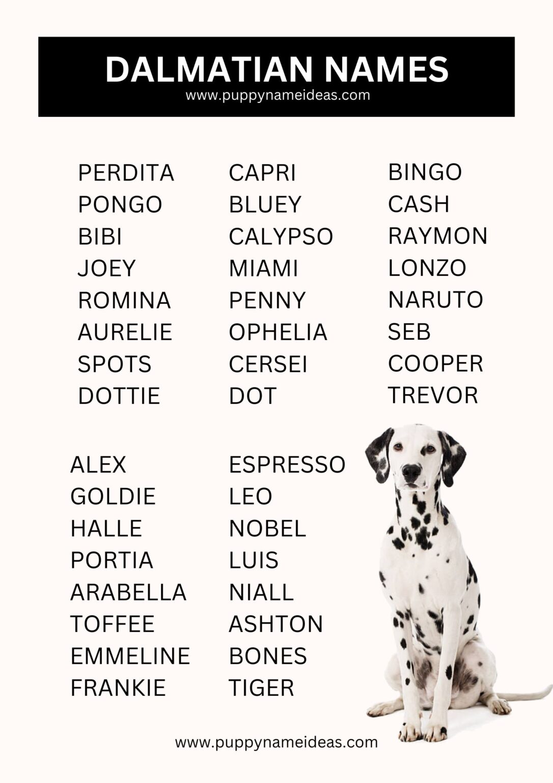 440+ Dalmatian Names (With Meanings)