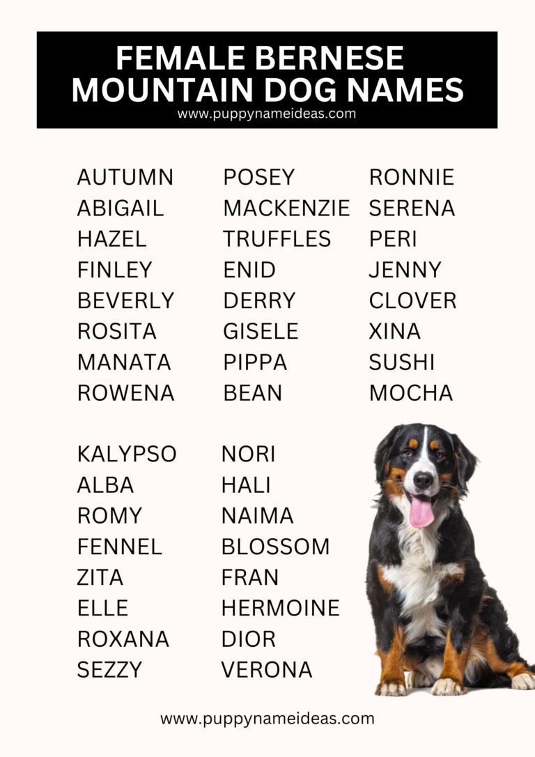 340+ Bernese Mountain Dog Names (With Meanings)
