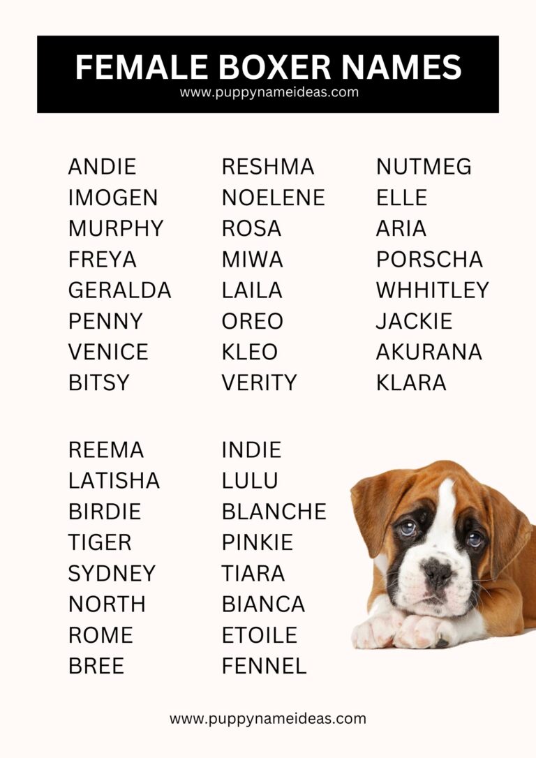 380 Boxer Names With Meanings 380 Boxer Names With Meanings