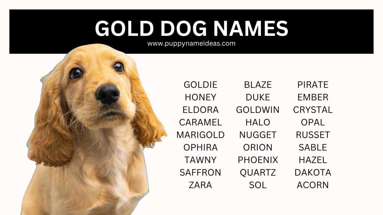 175+ Tan Dog Names - Puppy Name Ideas