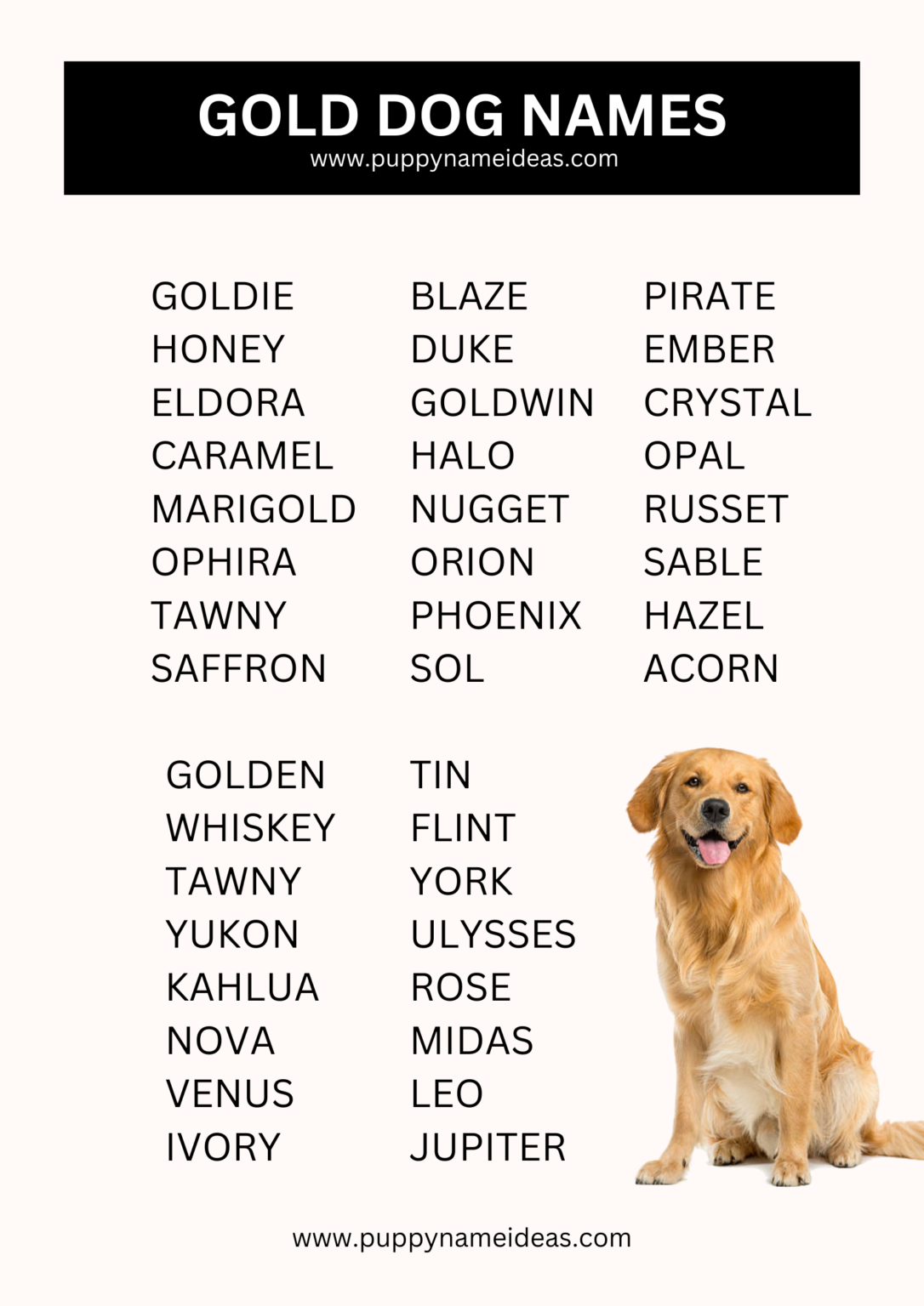 115+ Gold Dog Names - Puppy Name Ideas