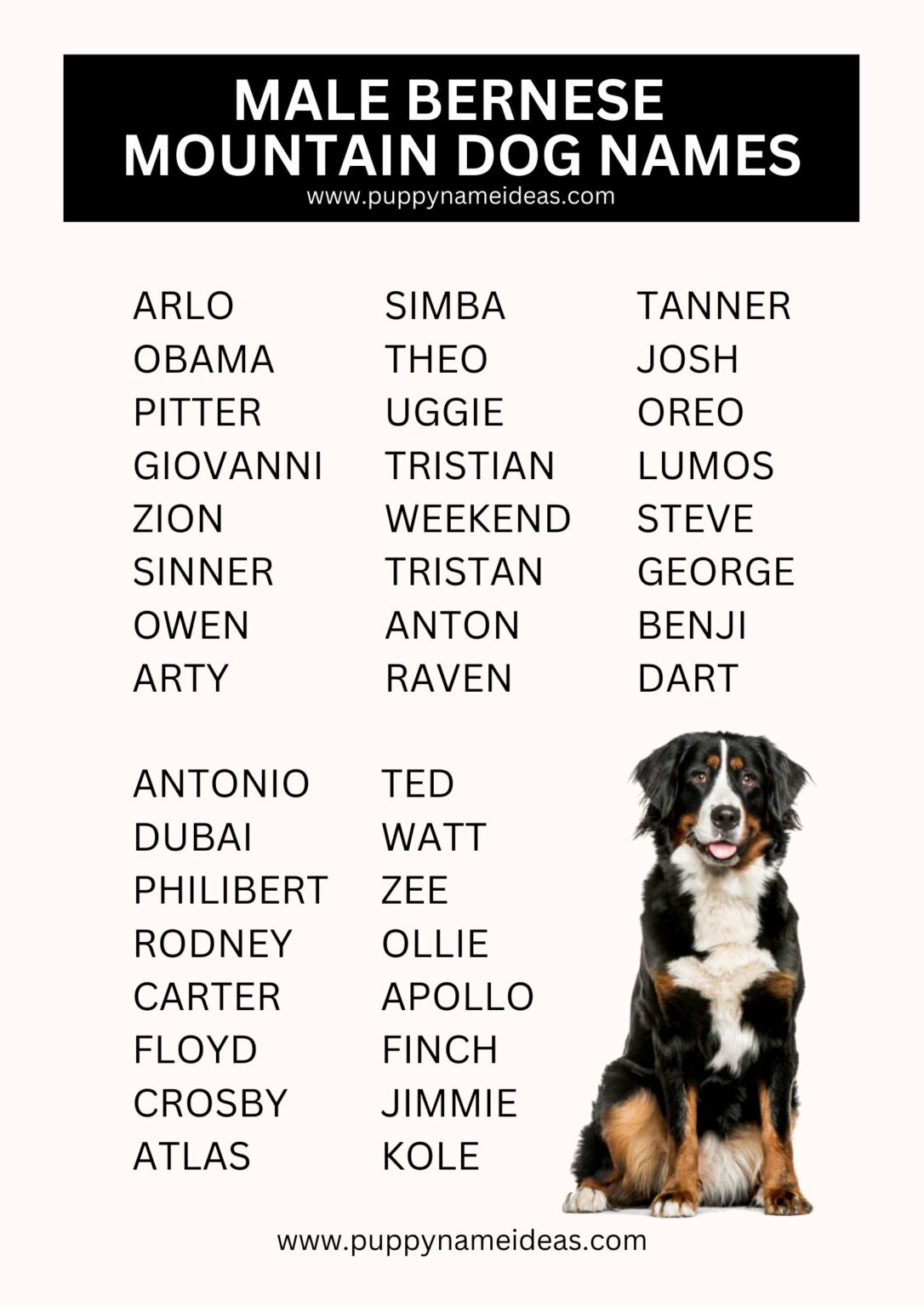 340+ Bernese Mountain Dog Names (With Meanings)