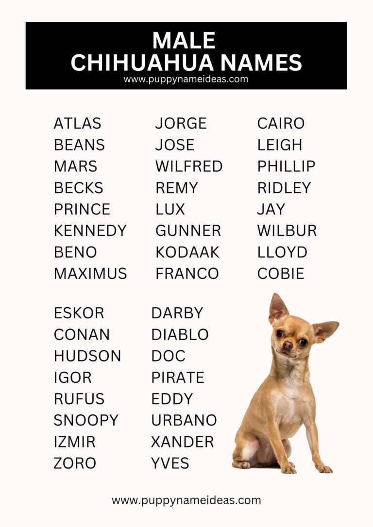 415 Chihuahua Names With Meanings 415 Chihuahua Names With Meanings