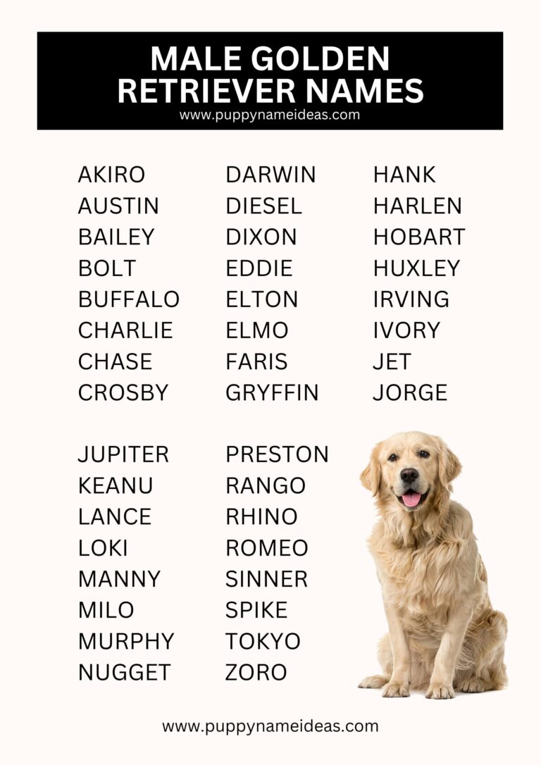 445+ Golden Retriever Names (With Meanings)