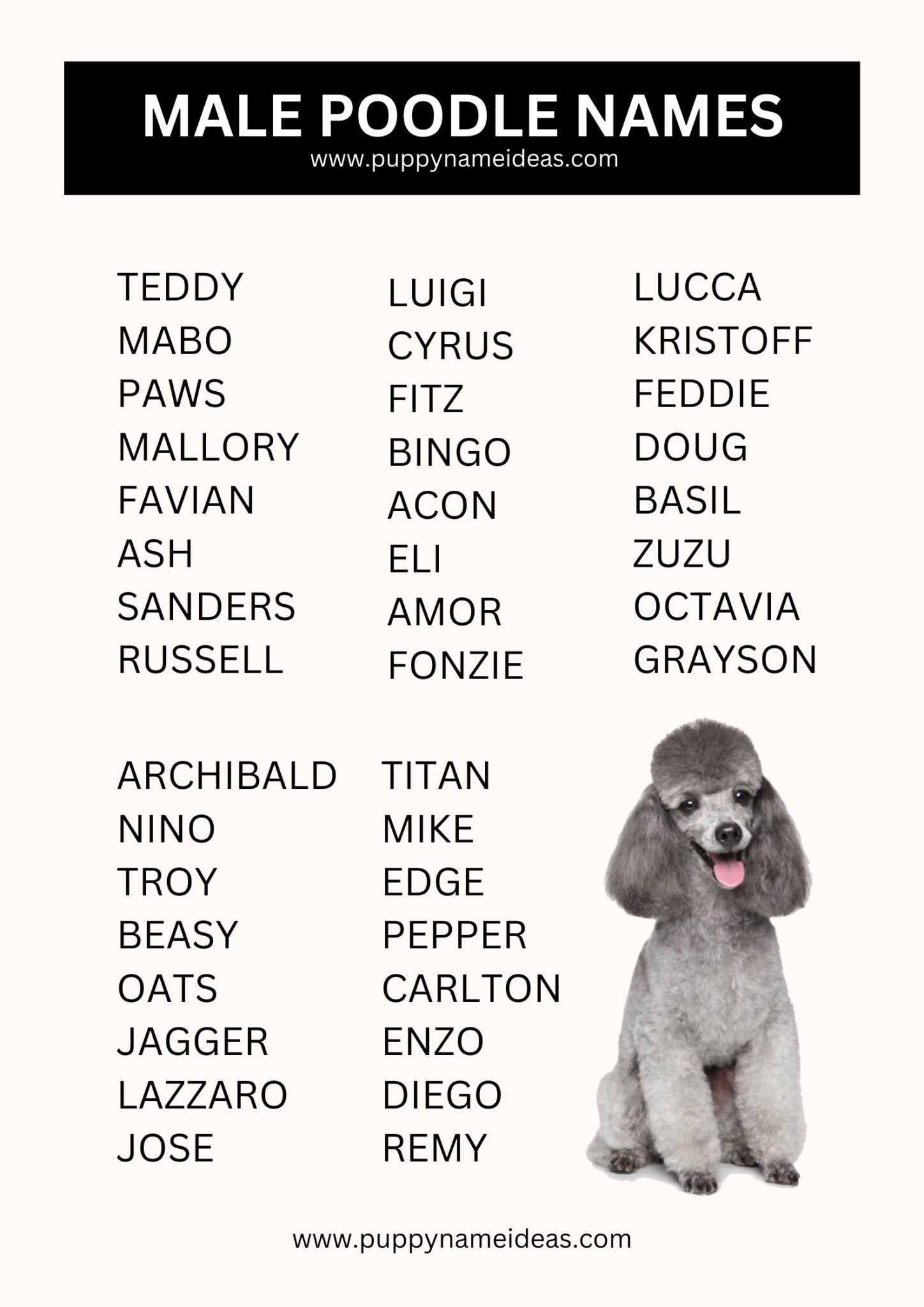 385 Poodle Names With Meanings 