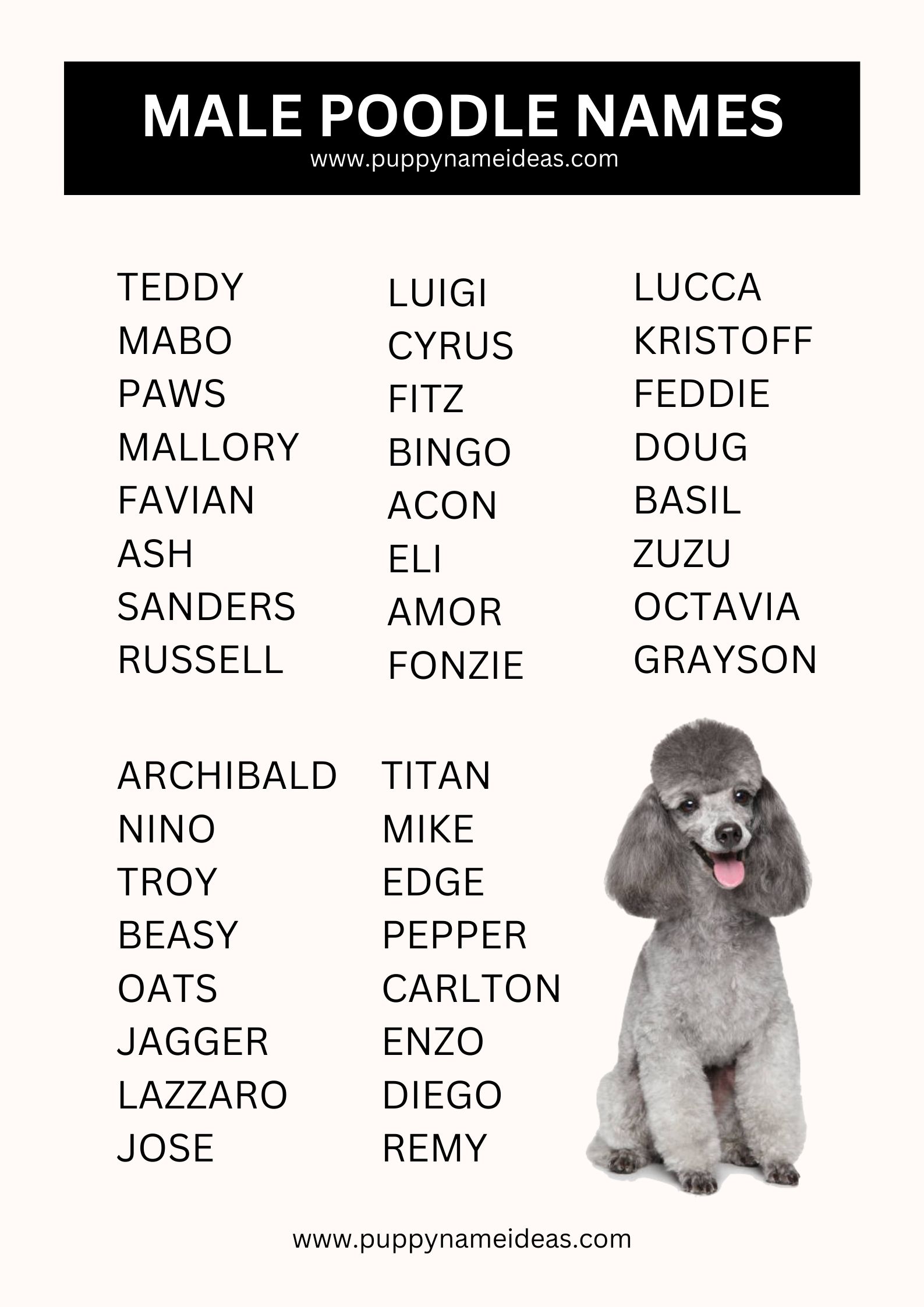 385 Poodle Names With Meanings 385 Poodle Names With Meanings
