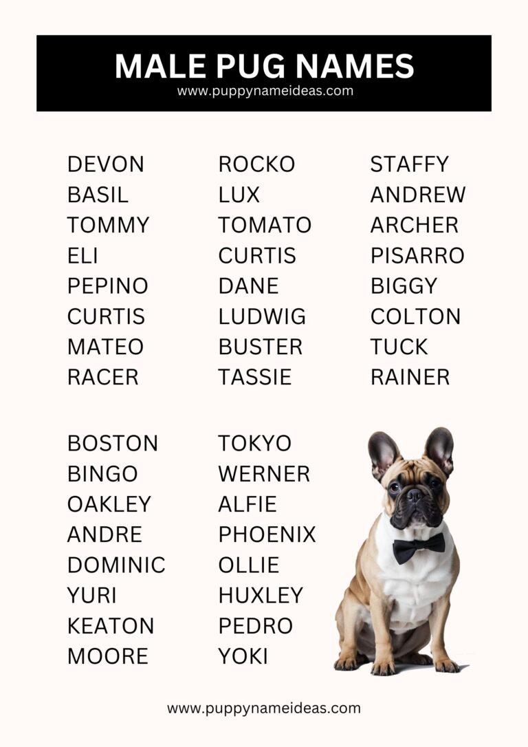 570 Pug Names With Meanings 