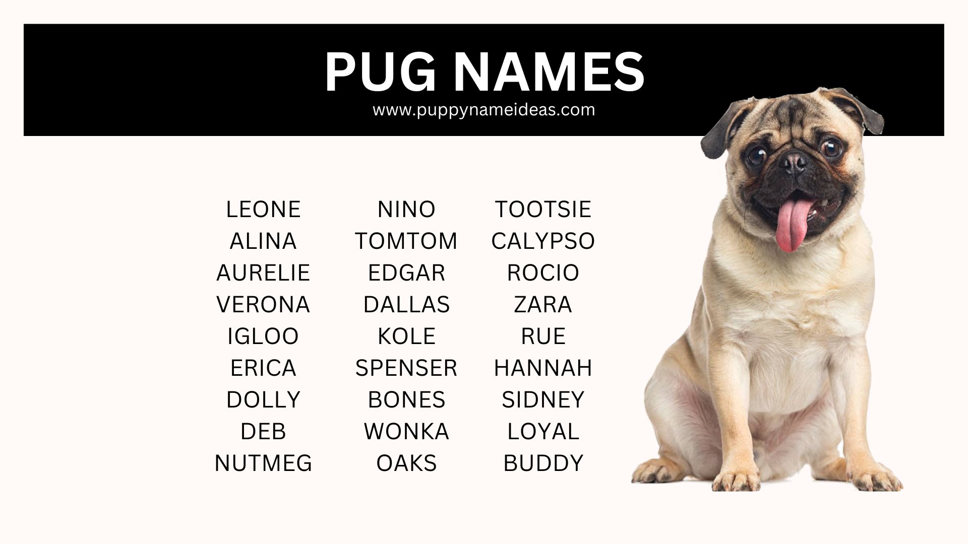 430 Dachshund Names With Meanings 