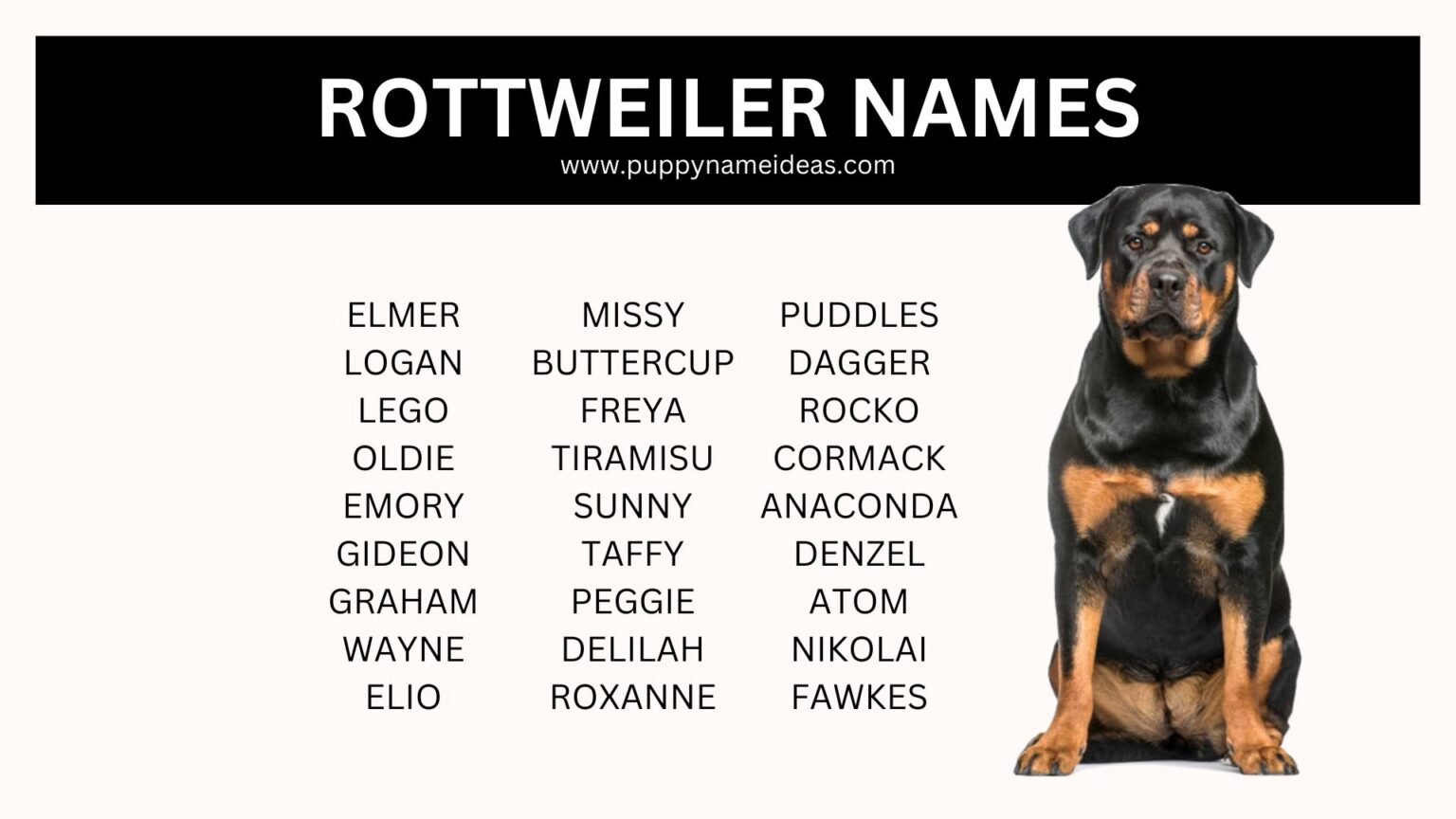 570+ Pug Names (With Meanings)