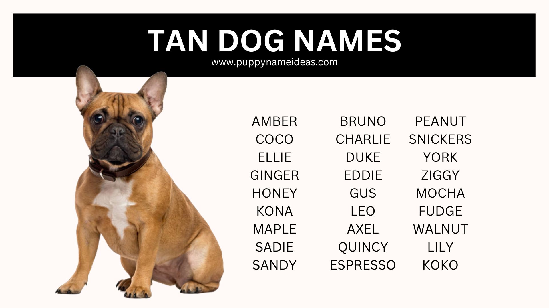 115 Gold Dog Names Puppy Name Ideas 115 Gold Dog Names Puppy Name Ideas