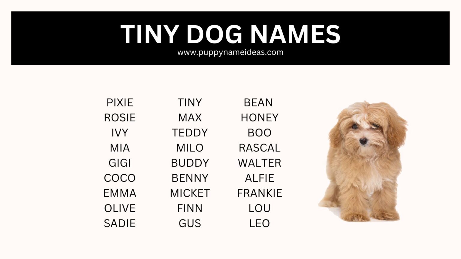 380+ Sports Dog Names - Puppy Name Ideas